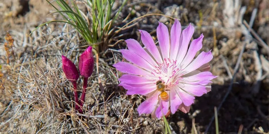 bitterroot flower montana