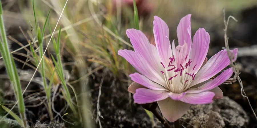 bitterroot flower montana