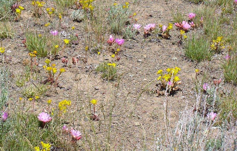 The Bitterroot Flower - Bitterroot Info