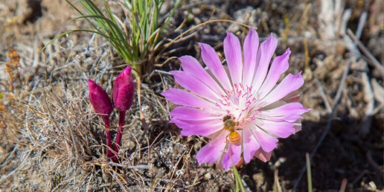 The Bitterroot Flower - Bitterroot Info