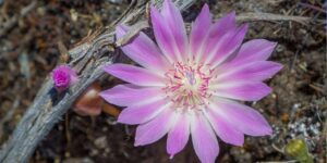 The Bitterroot Flower - Bitterroot Info