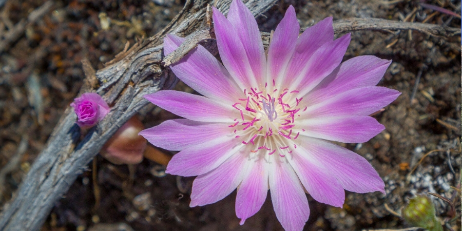 The Bitterroot Flower - Bitterroot Info