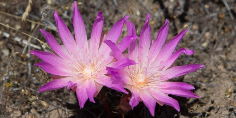 The Bitterroot Flower - Bitterroot Info