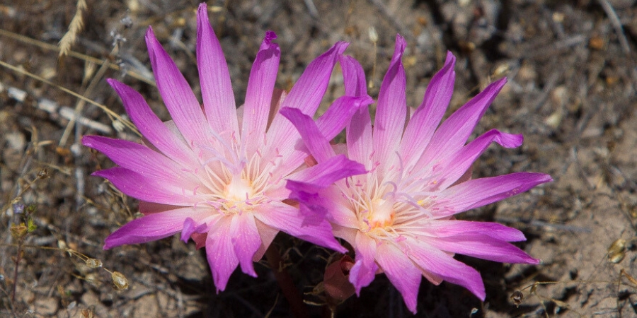 The Bitterroot Flower - Bitterroot Info