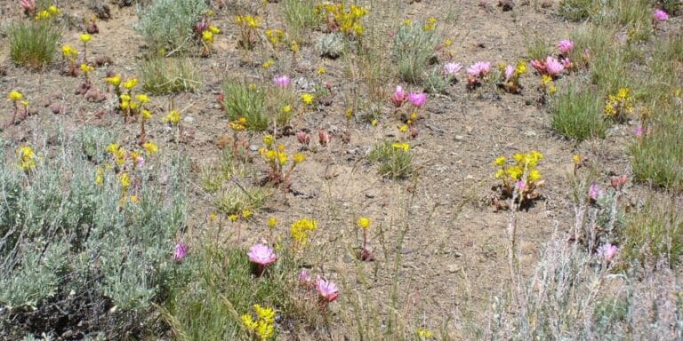 The Bitterroot Flower - Bitterroot Info