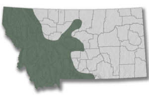Montana Huckleberry - Bitterroot Info